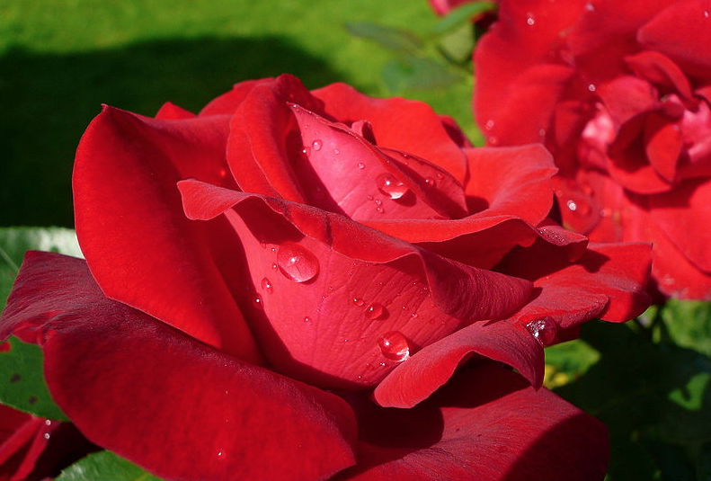 A Rose By Any Other Name Econlib a-rose-by-any-other-name-econlib